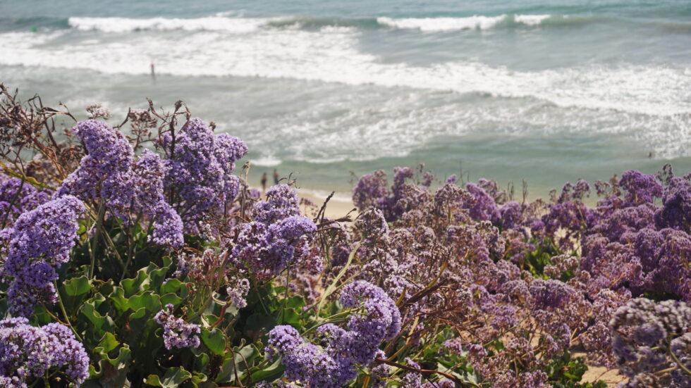 How To Pull Your IRS Transcripts - BSH Accounting